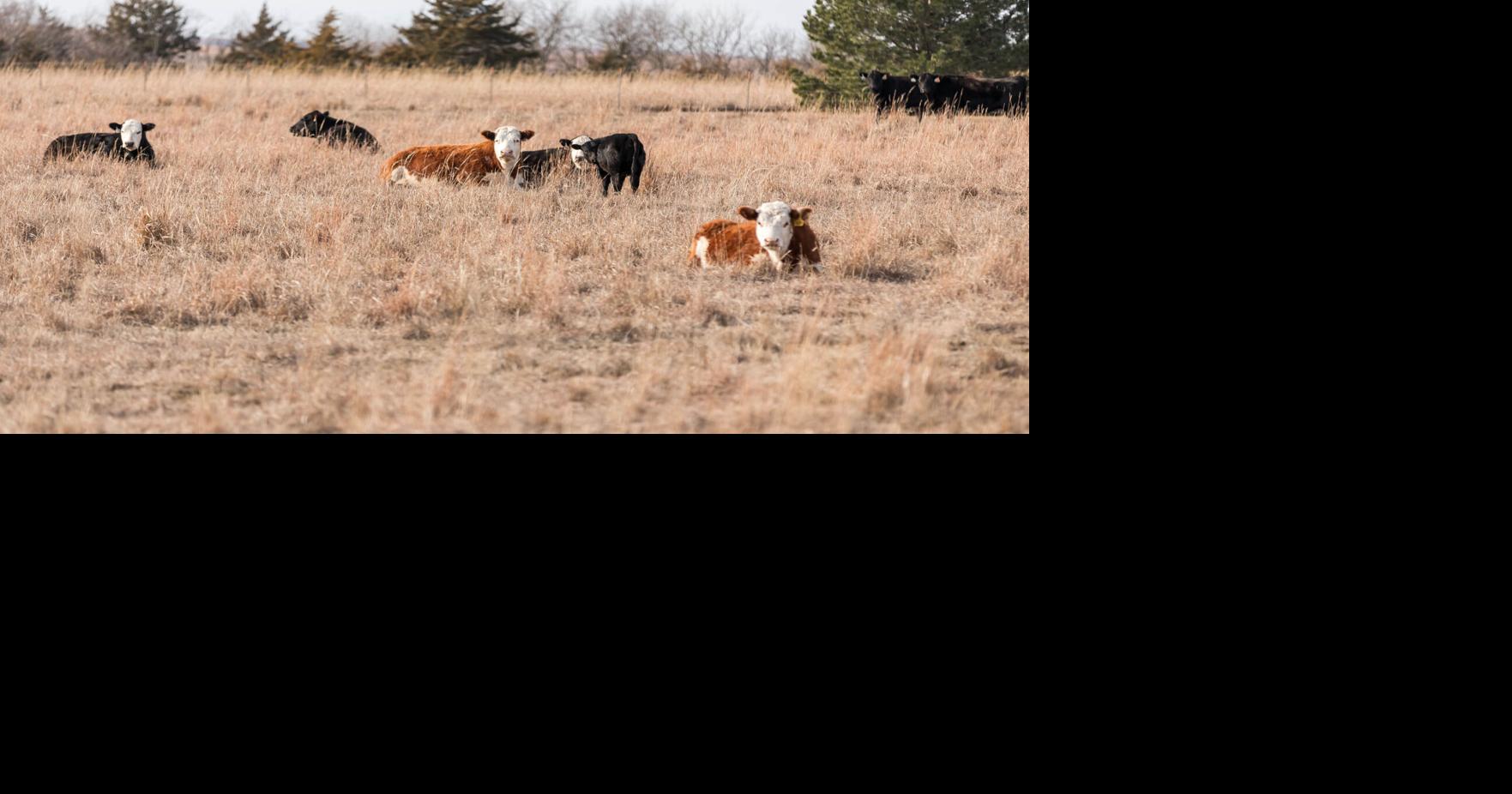 Understanding mycoplasma pneumonia