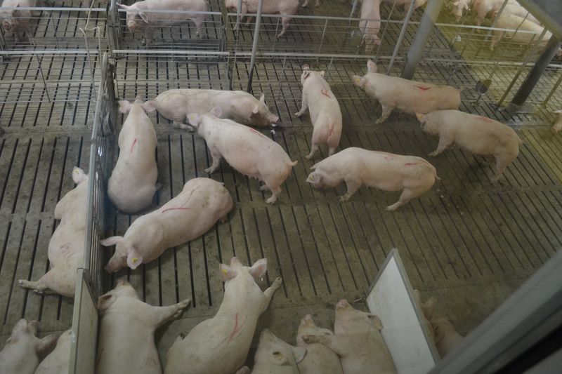 Electronic sow feeding system offers solutions to group housing ...