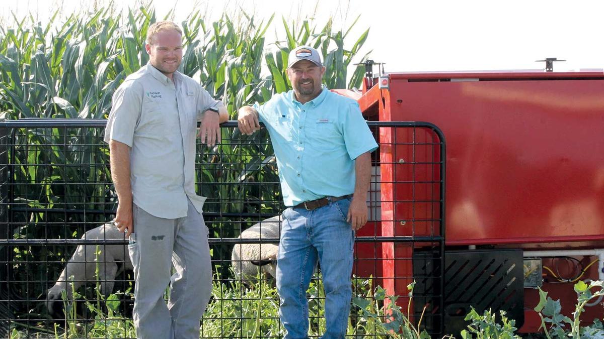 Sheep open possibilities for strip cropping