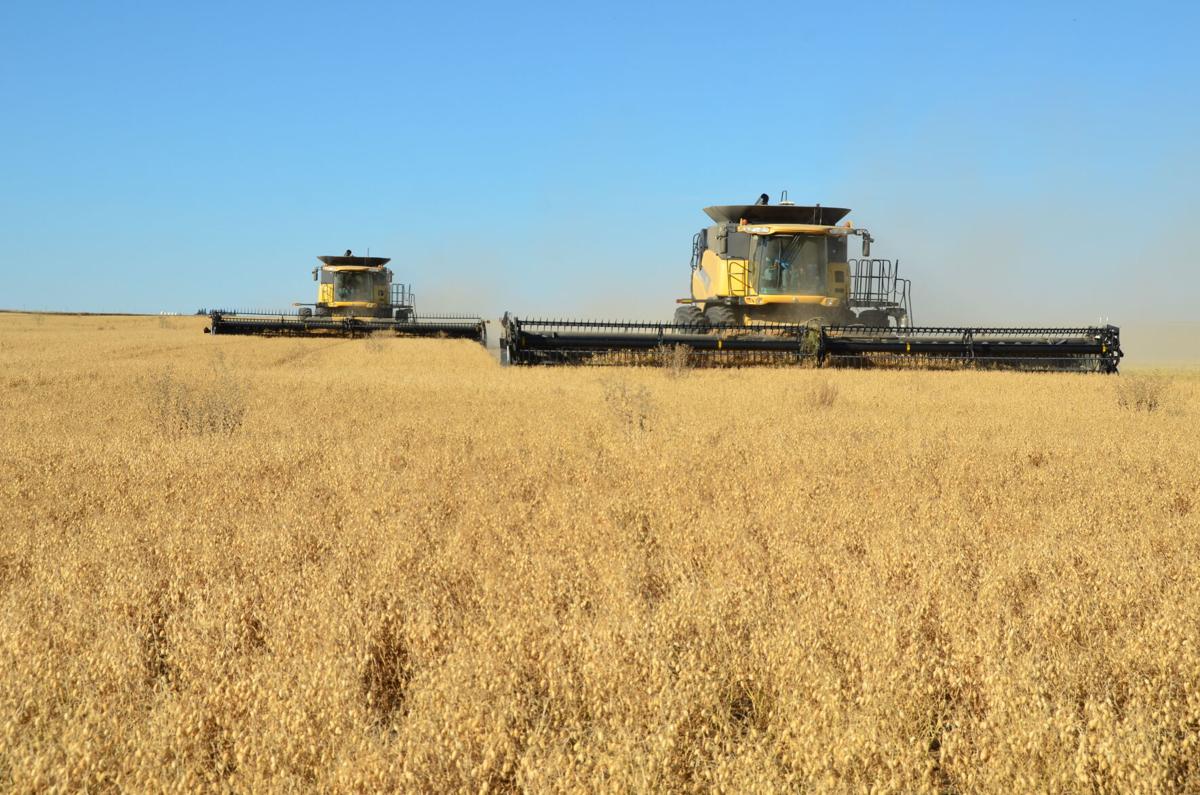 Nebraska pulse crop producers seek membership in national organization