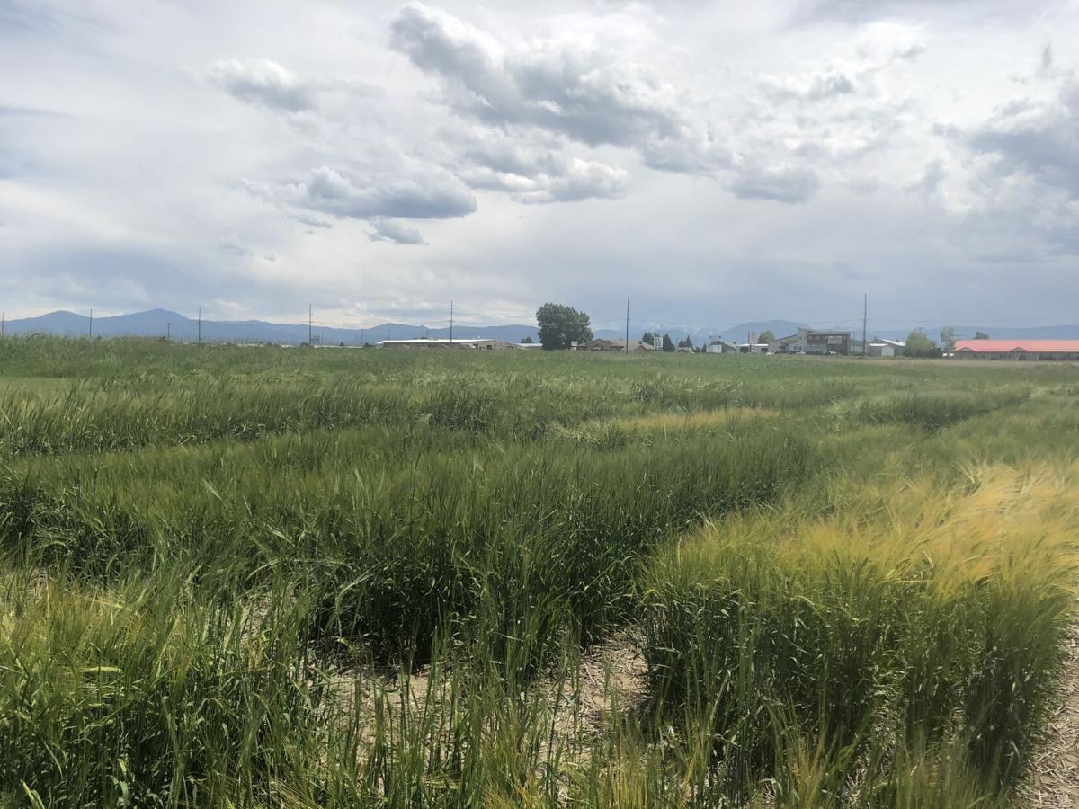 MSU working to develop a winter barley variety