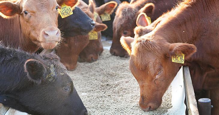 Celebrate May Beef Month