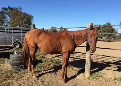 Treat thin horses well ahead of winter weather