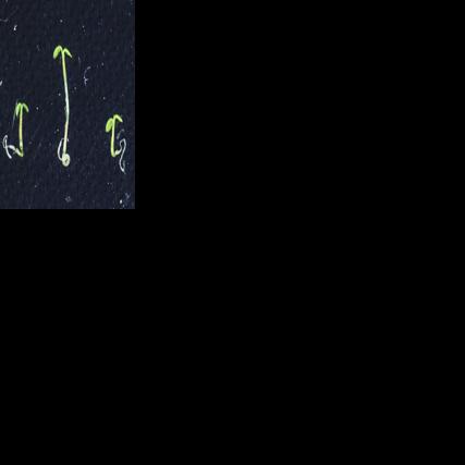 Plant growth-control mechanism targeted