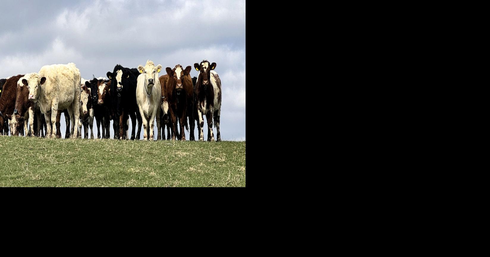 Beef consumption shifts with higher prices