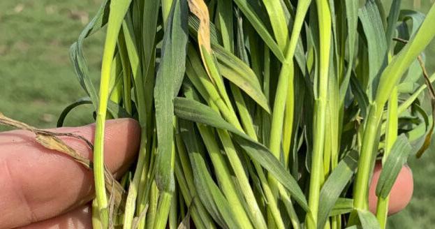 Cover crops curb nitrate flow