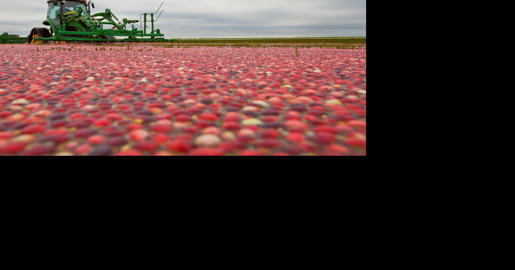 Cranberry research station makes progress
