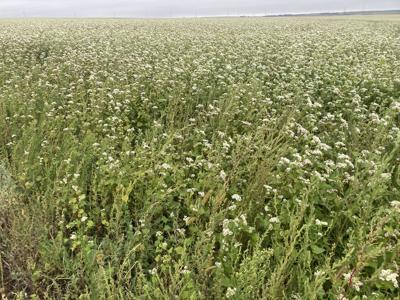 August brings dry conditions in eastern ND; storms persist out west