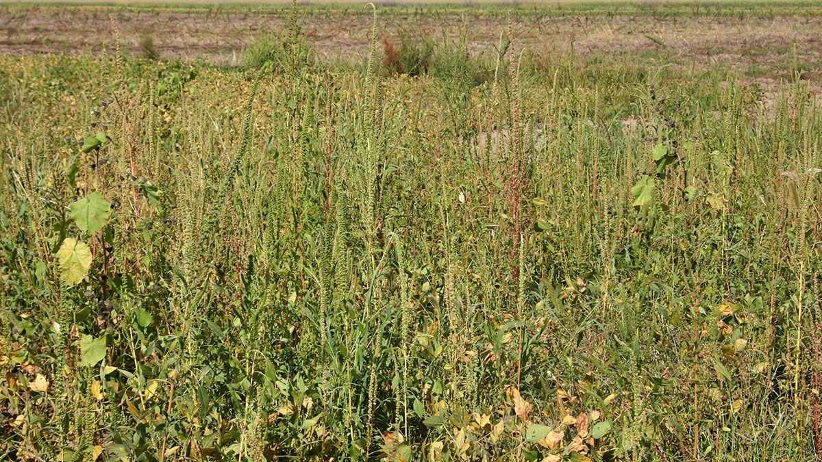 Farmers have options for fall burndown of weeds