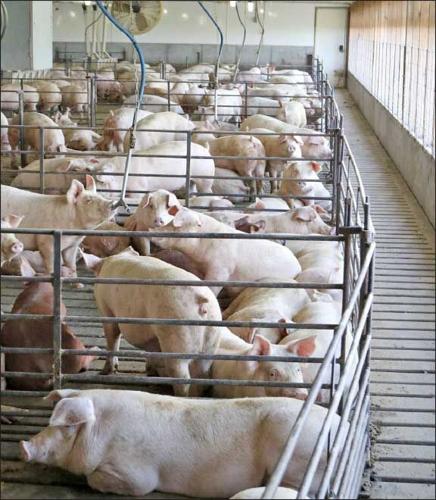 Keep a close eye on hog building temps