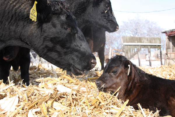 Reducing calving problems can boost reproductive efforts