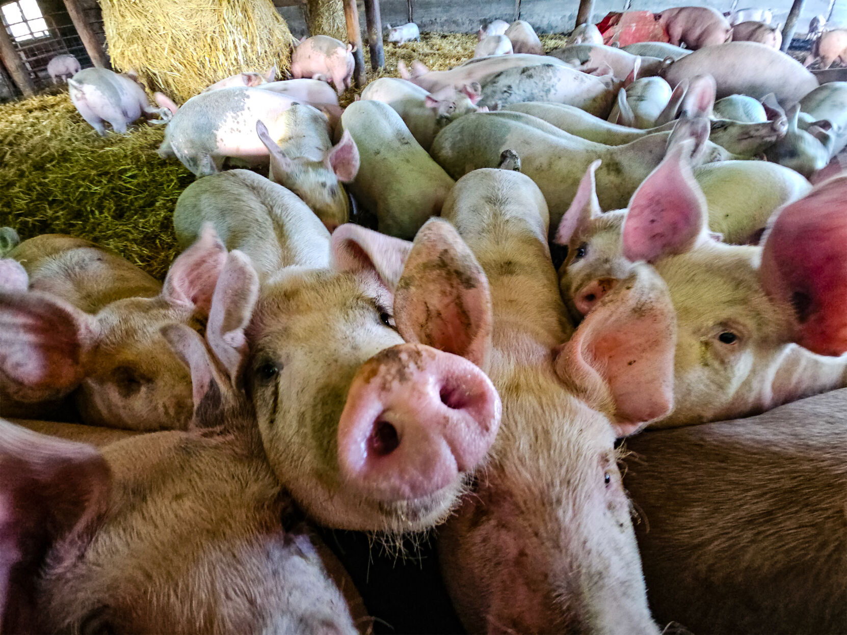 USDA report shows increased pig inventory
