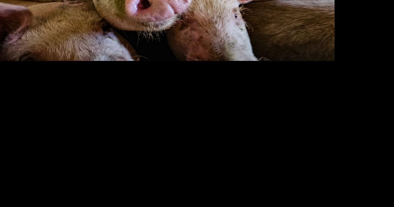 USDA report shows increased pig inventory