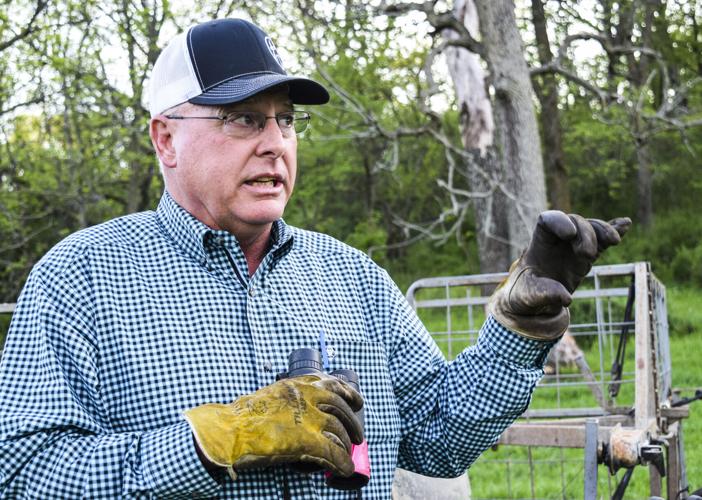 Quiet weaning part of calf care