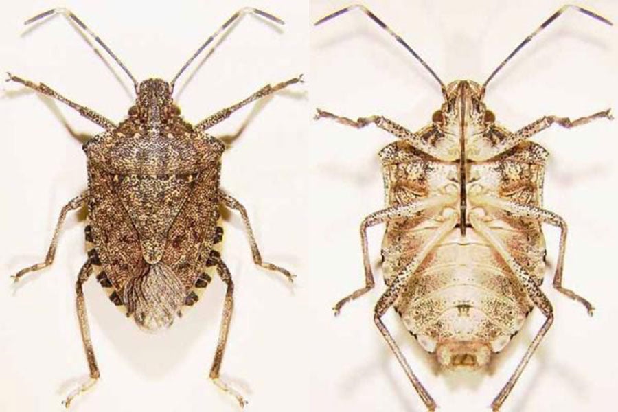 Stink bugs on the radar for Midwest producers
