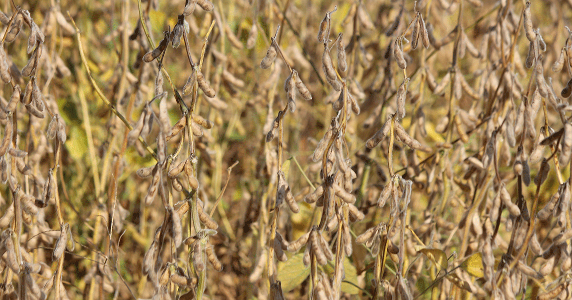 Dry August results in average Illinois bean yields