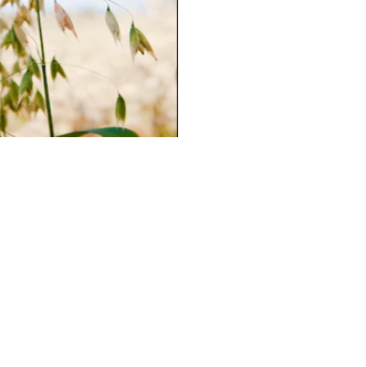 Fusarium head blight appears in oats
