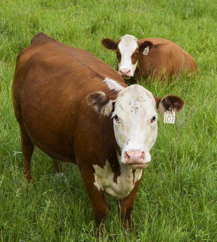 Quiet cows amplify beef quality