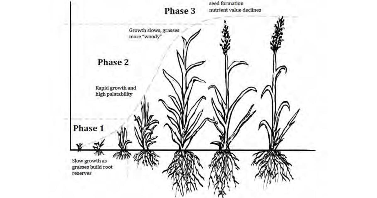 Grass Growth Stages