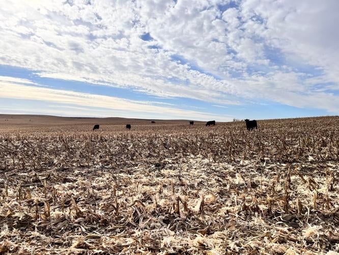 Producers cannot rely on grazing corn residue as in the past