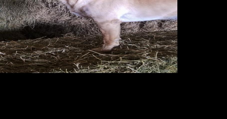 Candid Canine Corner