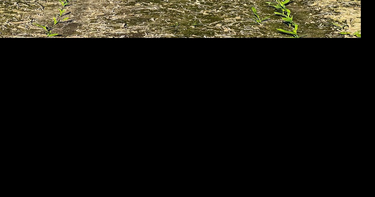 Fine-tune corn-management plans