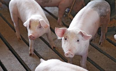 Don't be fooled by swings: Hogs future bullish