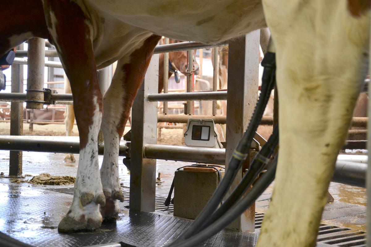 System detects early udder infections | Business | agupdate.com