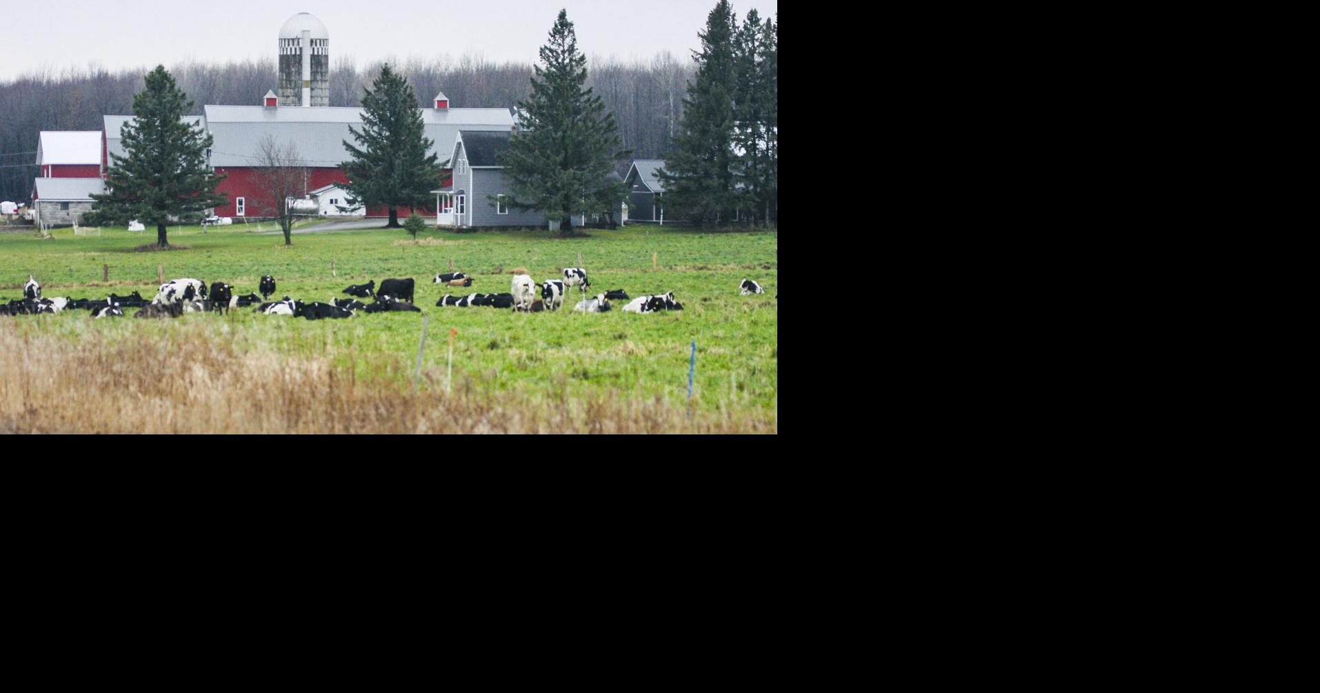 Cows in pasture at farm with barn