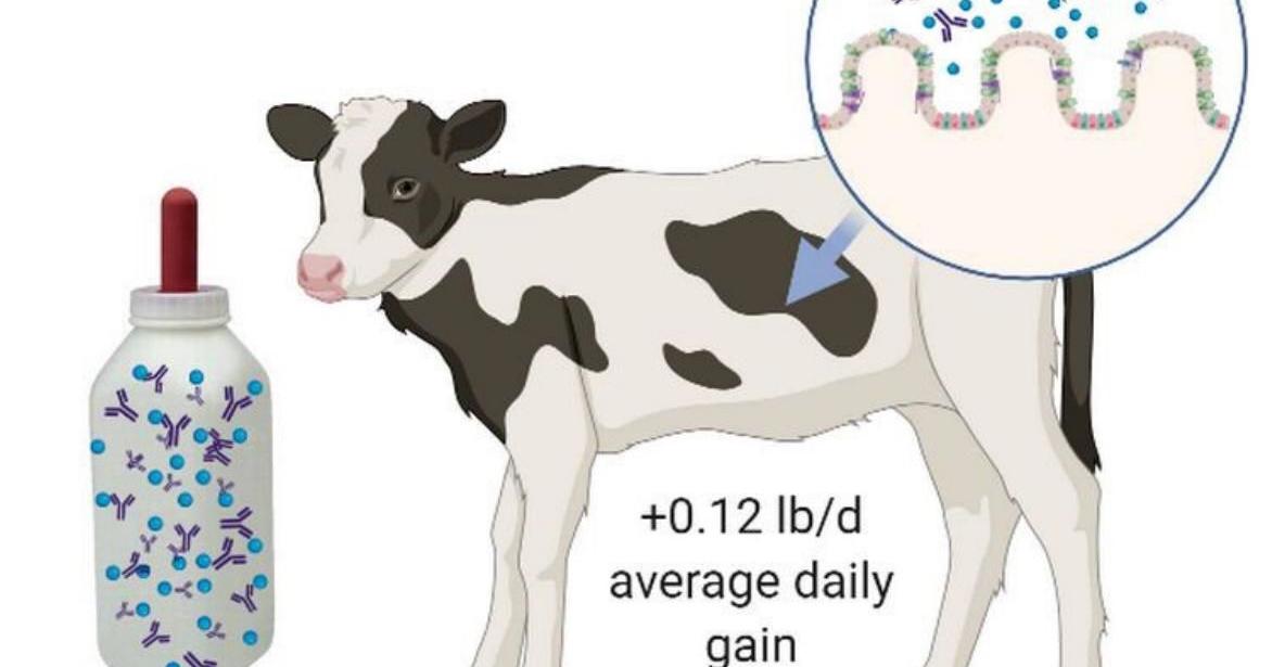 Transition milk improves calf gut health