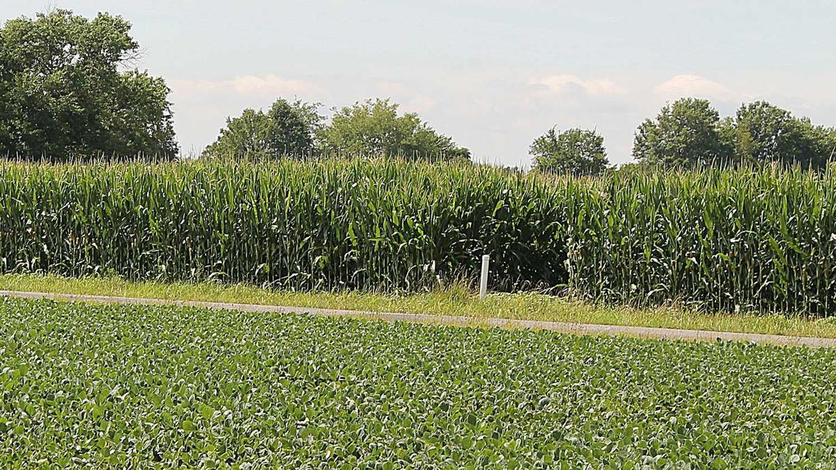 Corn creates climate for edge effect’