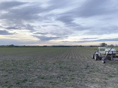 Rainfall in Huntley delays field work Greg Gabel