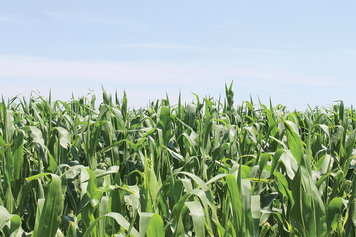 Corn yields sink in FIRST plot reports