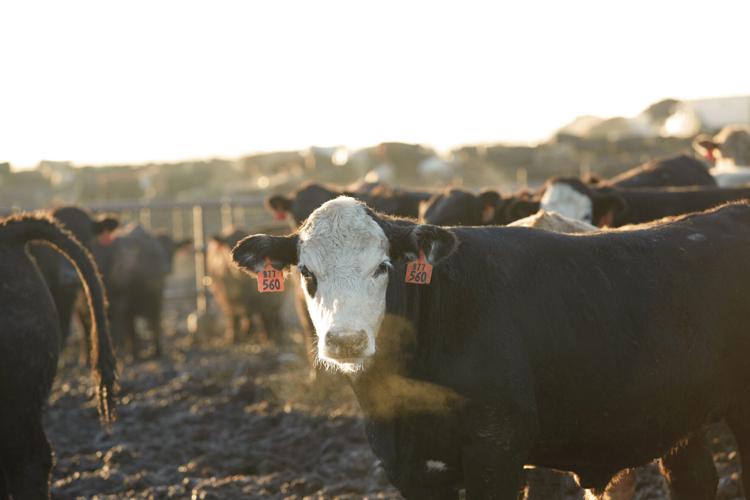 Categorizing feedlot cattle for better BRD management