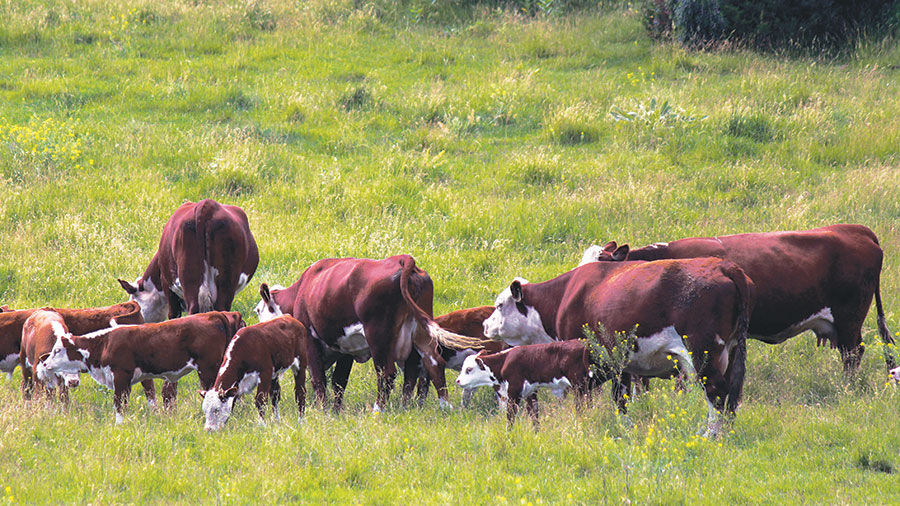 Managed grazing tops ways to control weeds