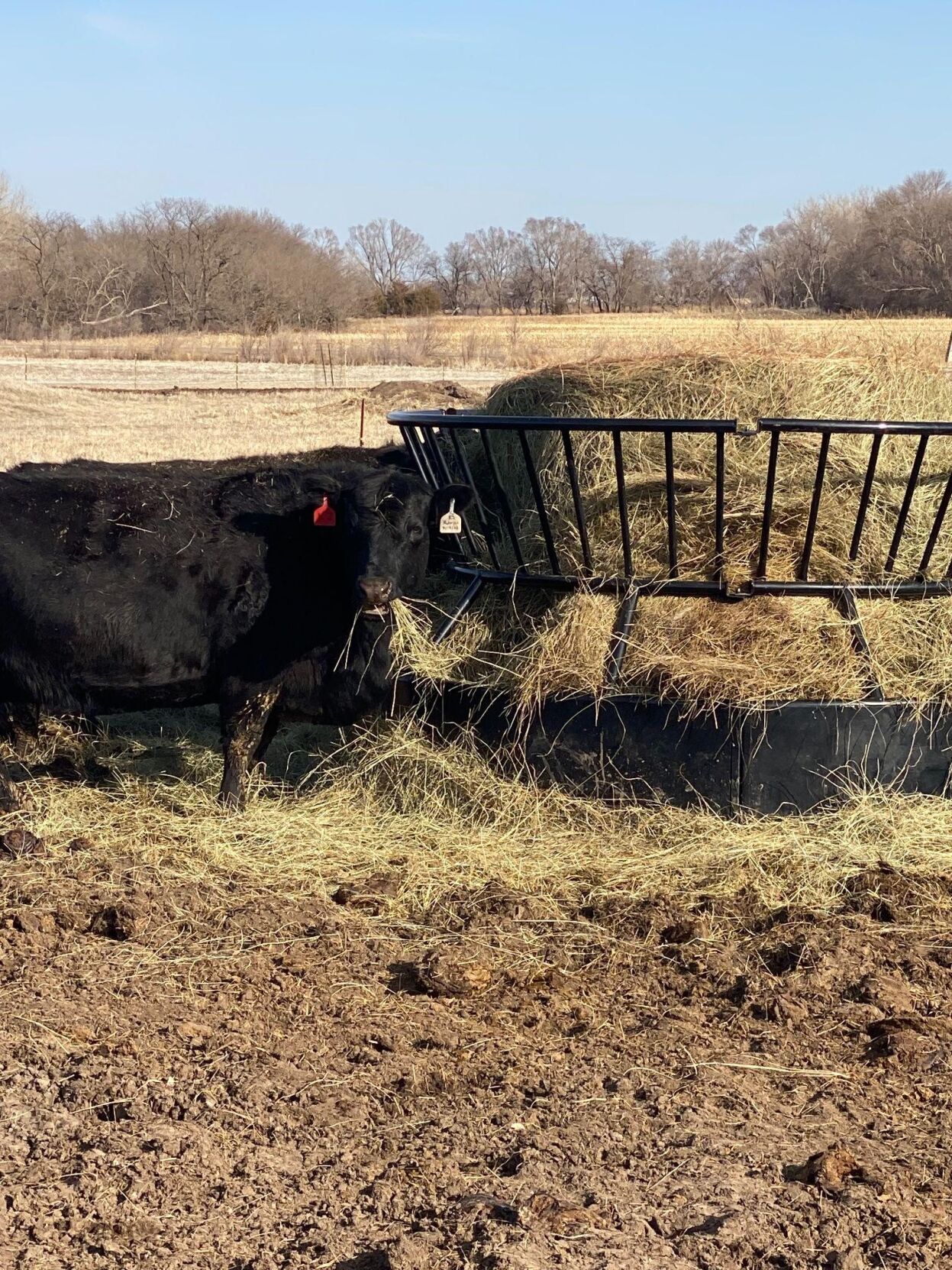 Waiting for signs of spring at Wellman Wagyu