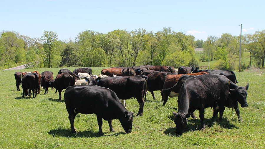 MU field day adds woodland value to beef genetics studies