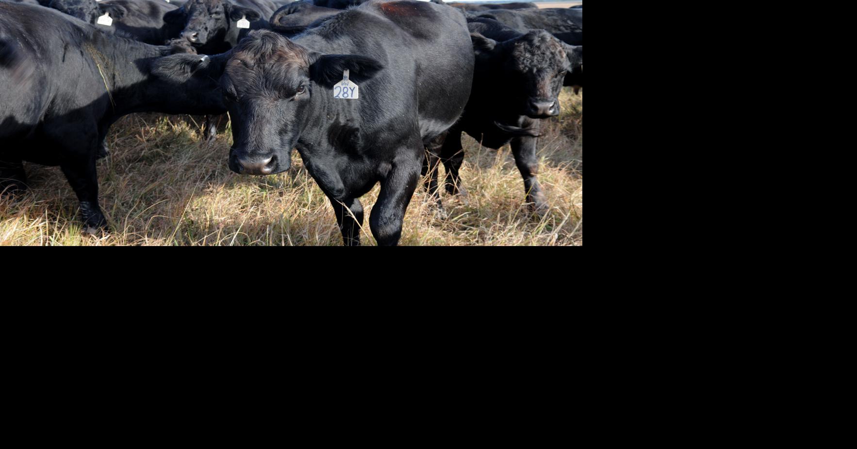 Look out for lumpy jaw, other facial diseases