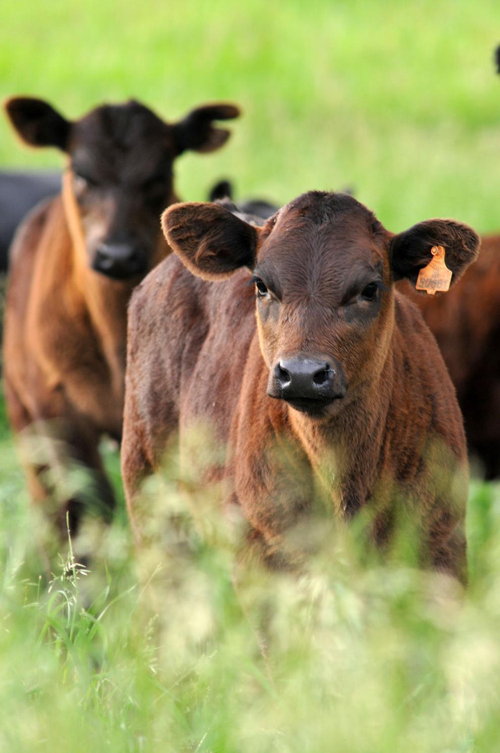 Pondering Growth In The U S Beef Business pondering-growth-in-the-u-s-beef-business