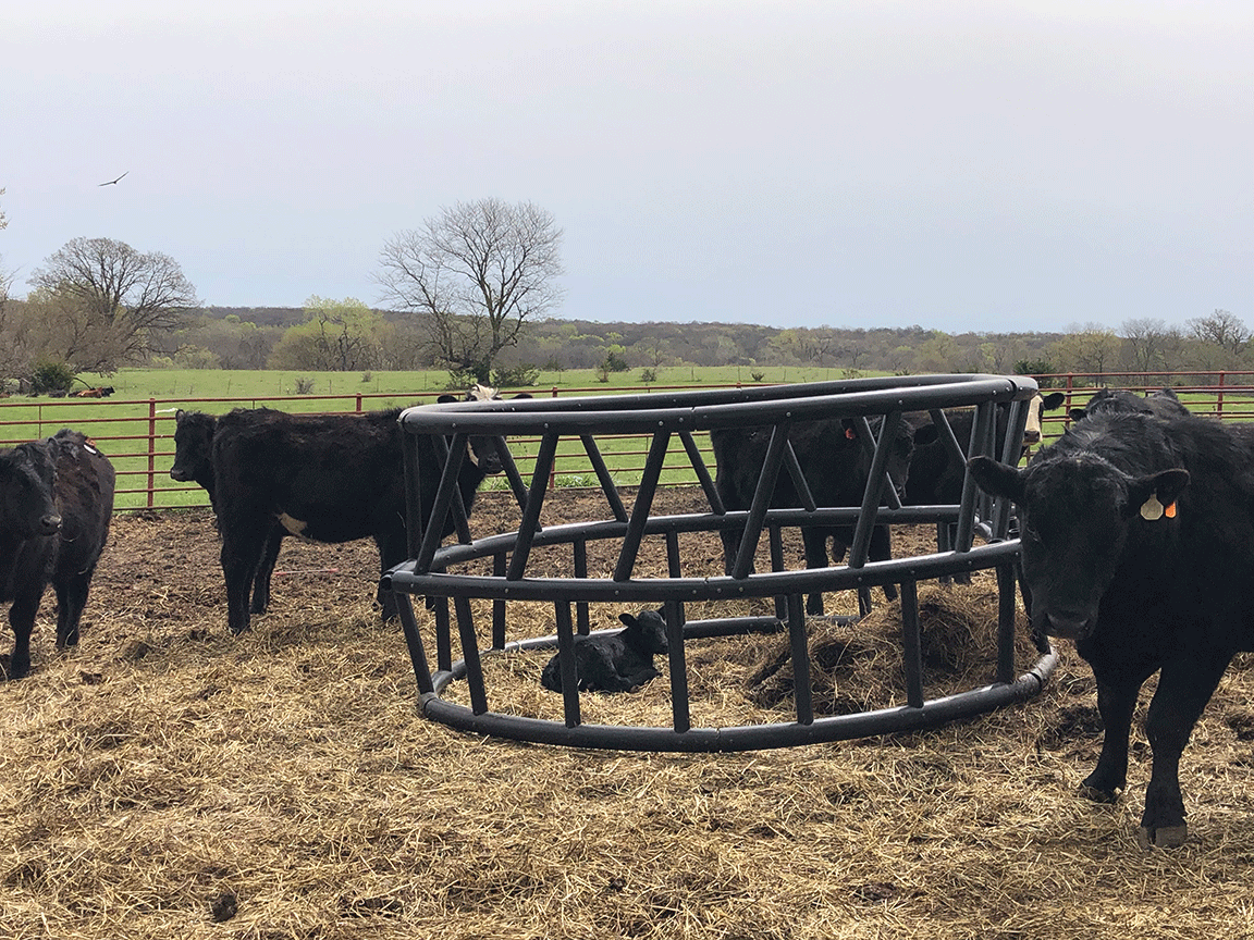 Fall calving means perks, planning