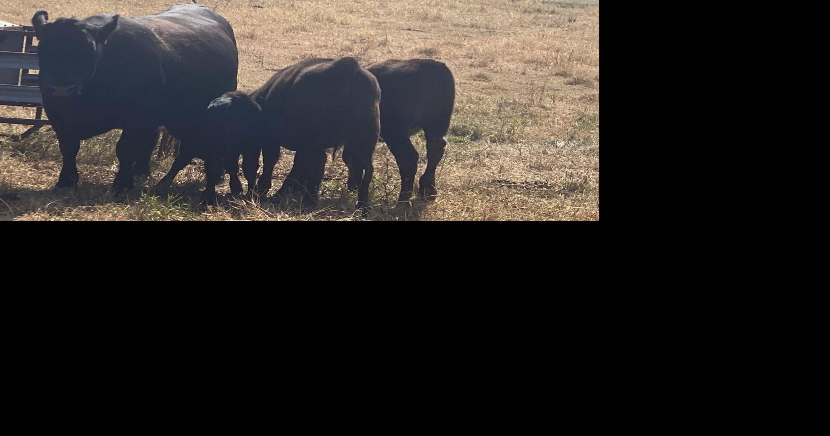 A lesson on Wagyu breeding decisions