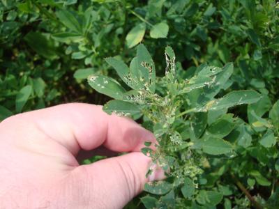 Be on the lookout for alfalfa weevil