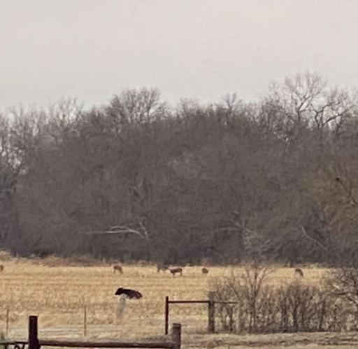 Waiting for signs of spring at Wellman Wagyu