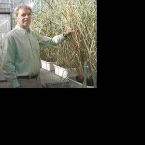 Next generation of bioenergy - Dedicated energy crops