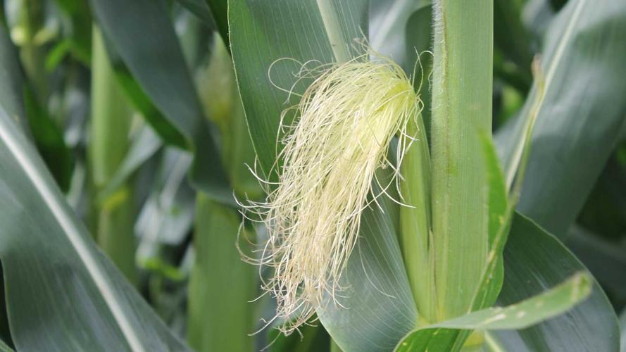 How drought affects corn production studied