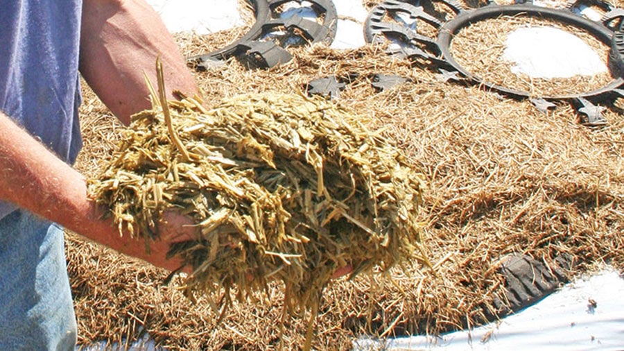 Silage may be best option for 2019 corn