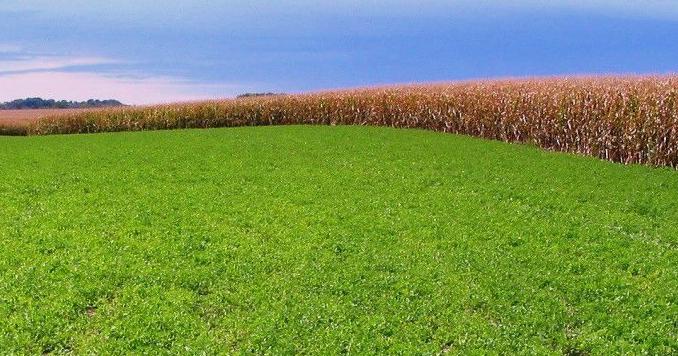 Plan alfalfa-corn rotation