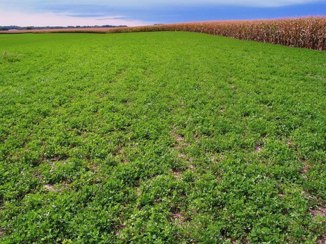 Plan alfalfa-corn rotation