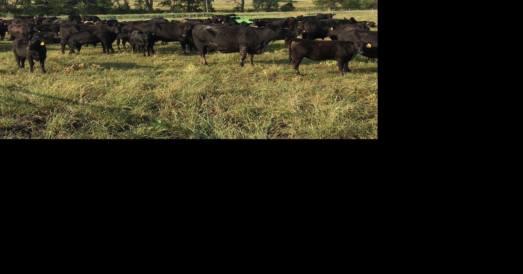 Petersons switch to banding bull calves for more flexibility