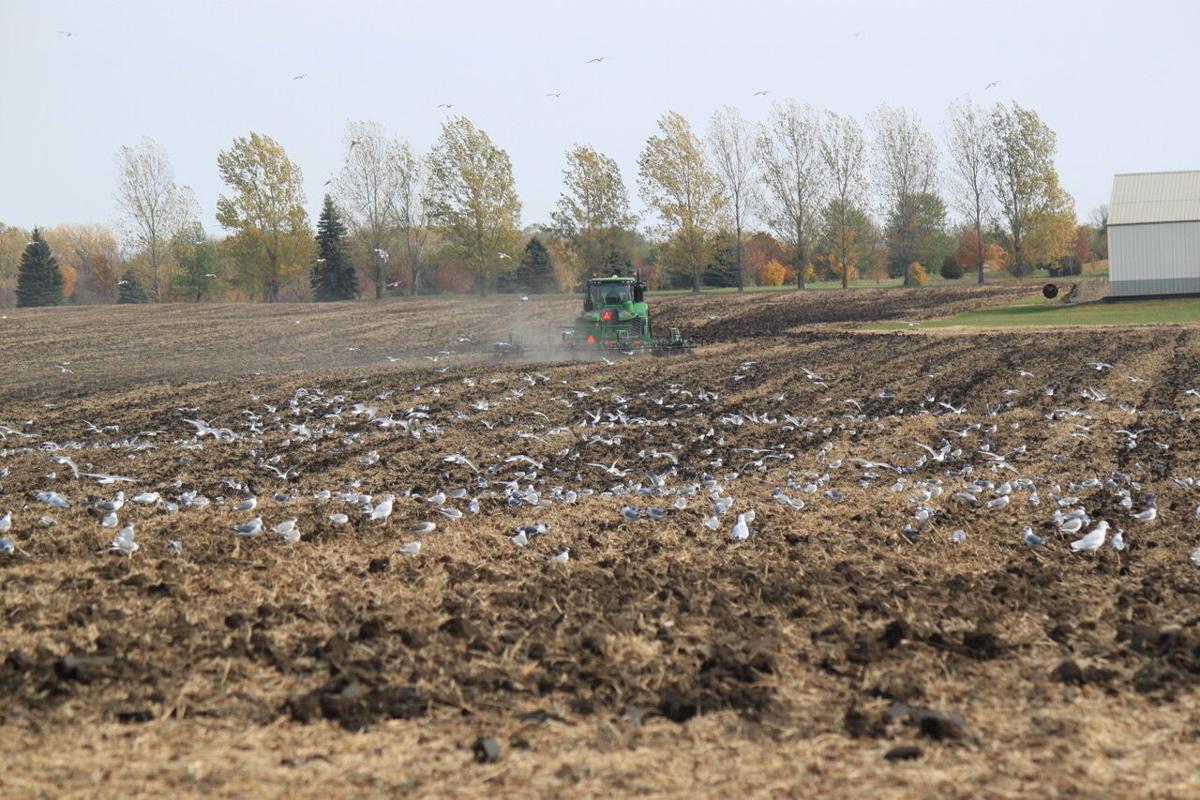 MN farmers use dry fall for speedy harvest/tillage | State & Regional ...